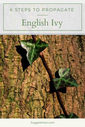 How to Propagate English Ivy