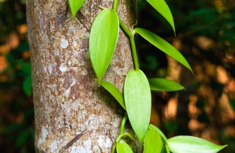 How to Grow Vanilla Bean - 5 Step Guide