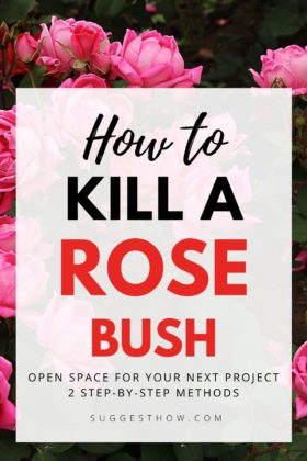 How to Kill a Rose Bush - 3 Easy Methods