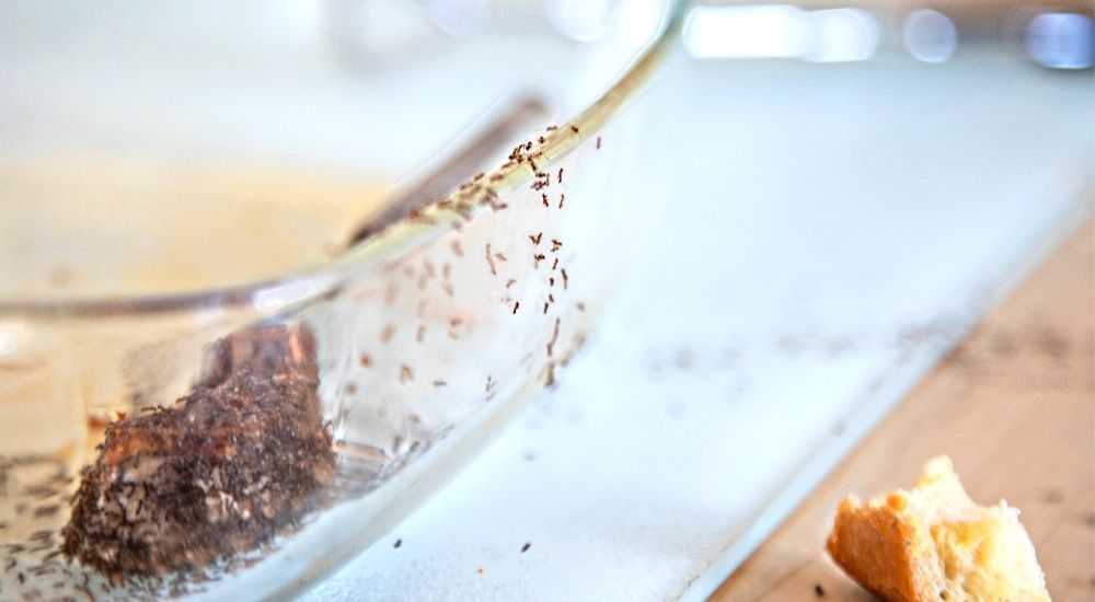 How to Get Rid of Grease Ants - 4 Step Guide